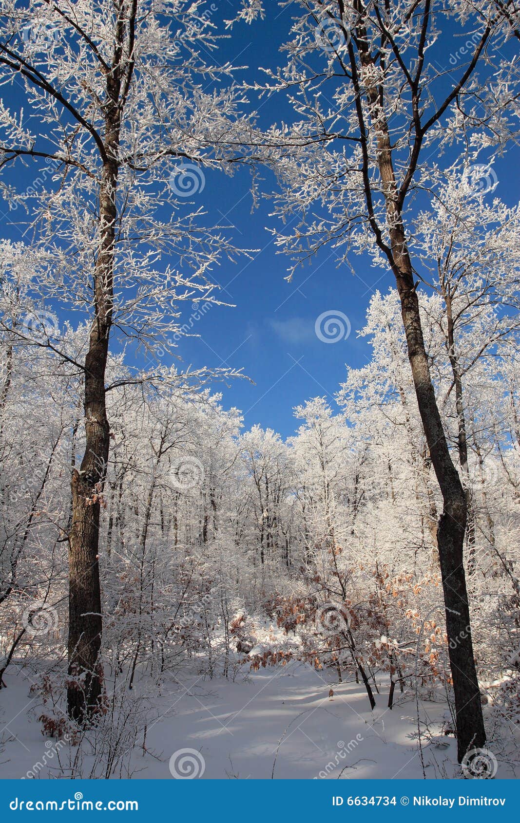 Two winter january trees stock photo. Image of light, snowflake - 6634734