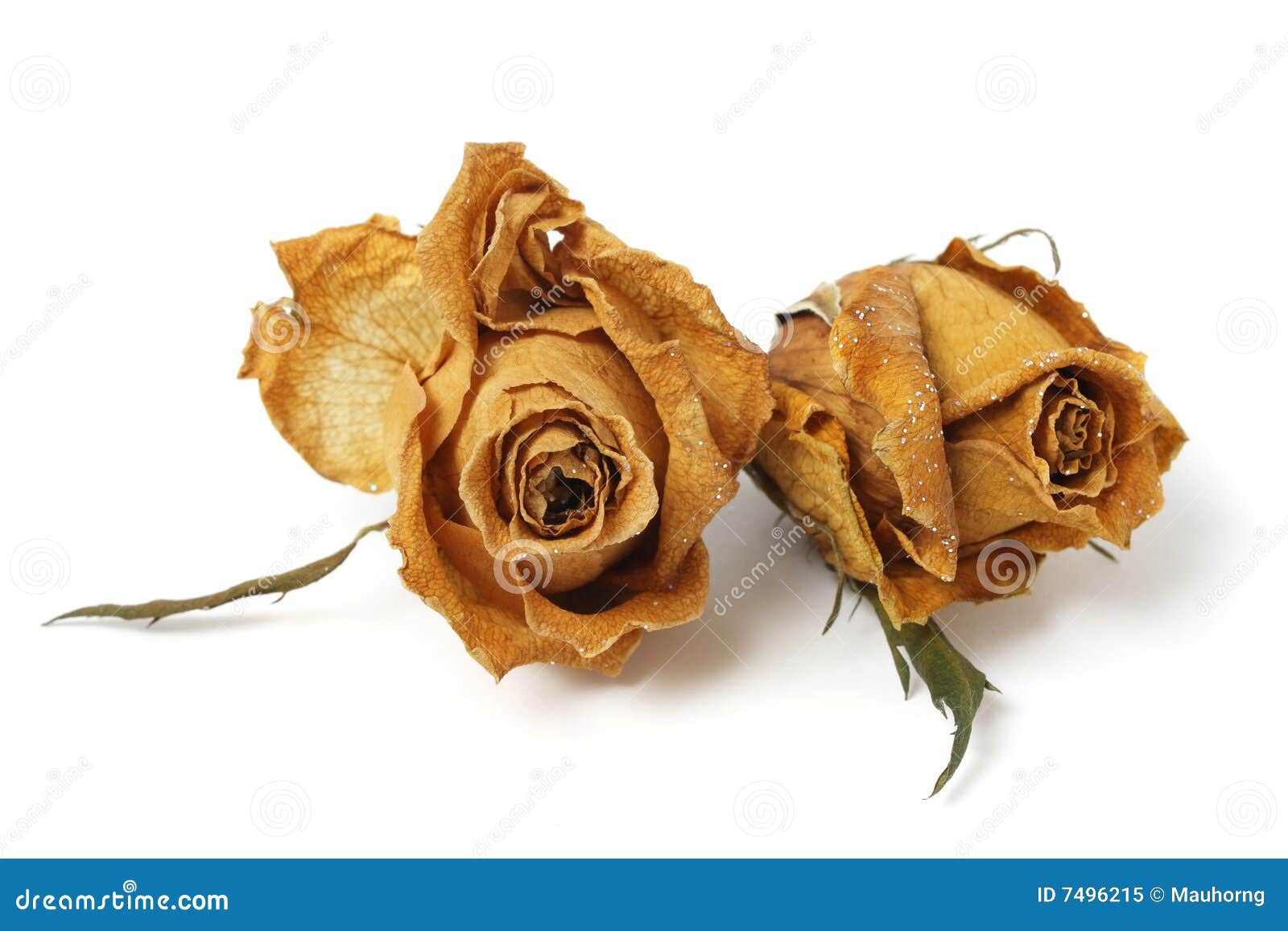 Withered Rose With Falling Petals. Royalty-Free Stock Photography ...