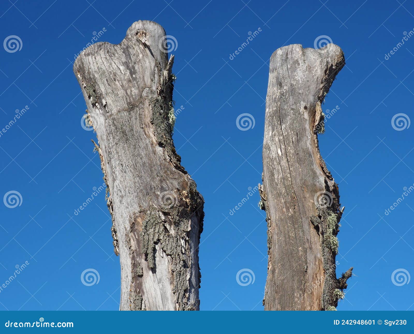 Two Withered Tree Trunks. Global Deforestation Rates Stock Image ...