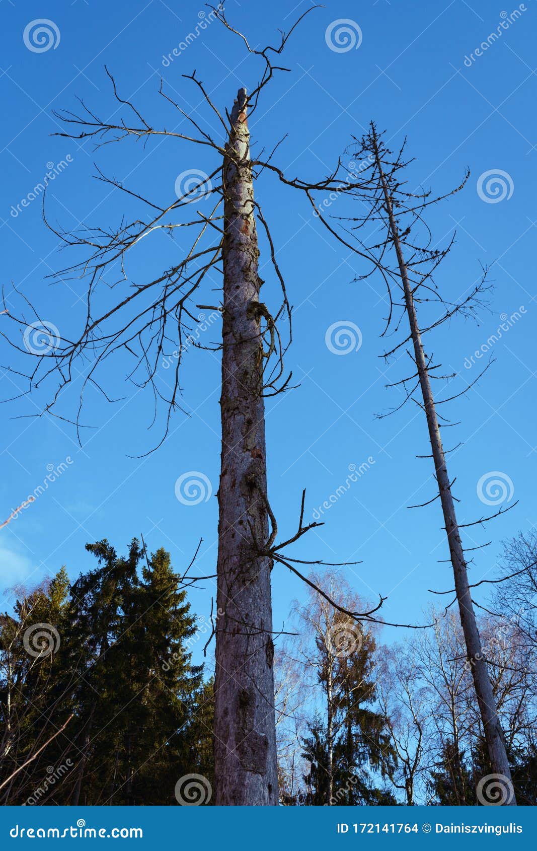 Two withered trees stock photo. Image of park, nature - 172141764