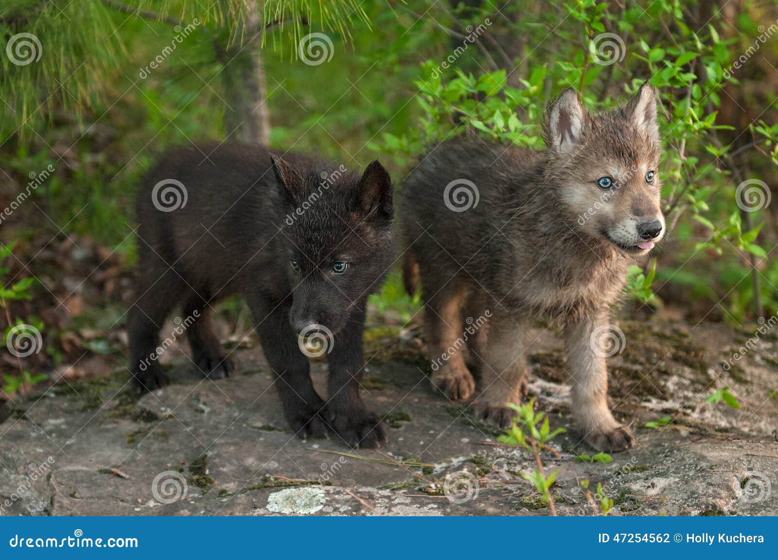 Wolf And Pups At The River Stock Photo | CartoonDealer.com #40903206