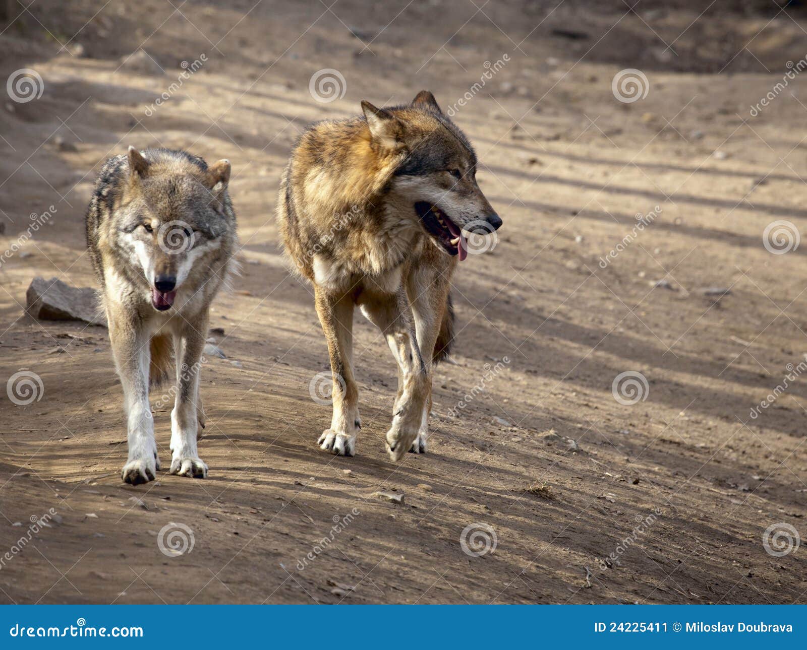 Two wolfs stock image. Image of hunter, approaching, predator - 24225411