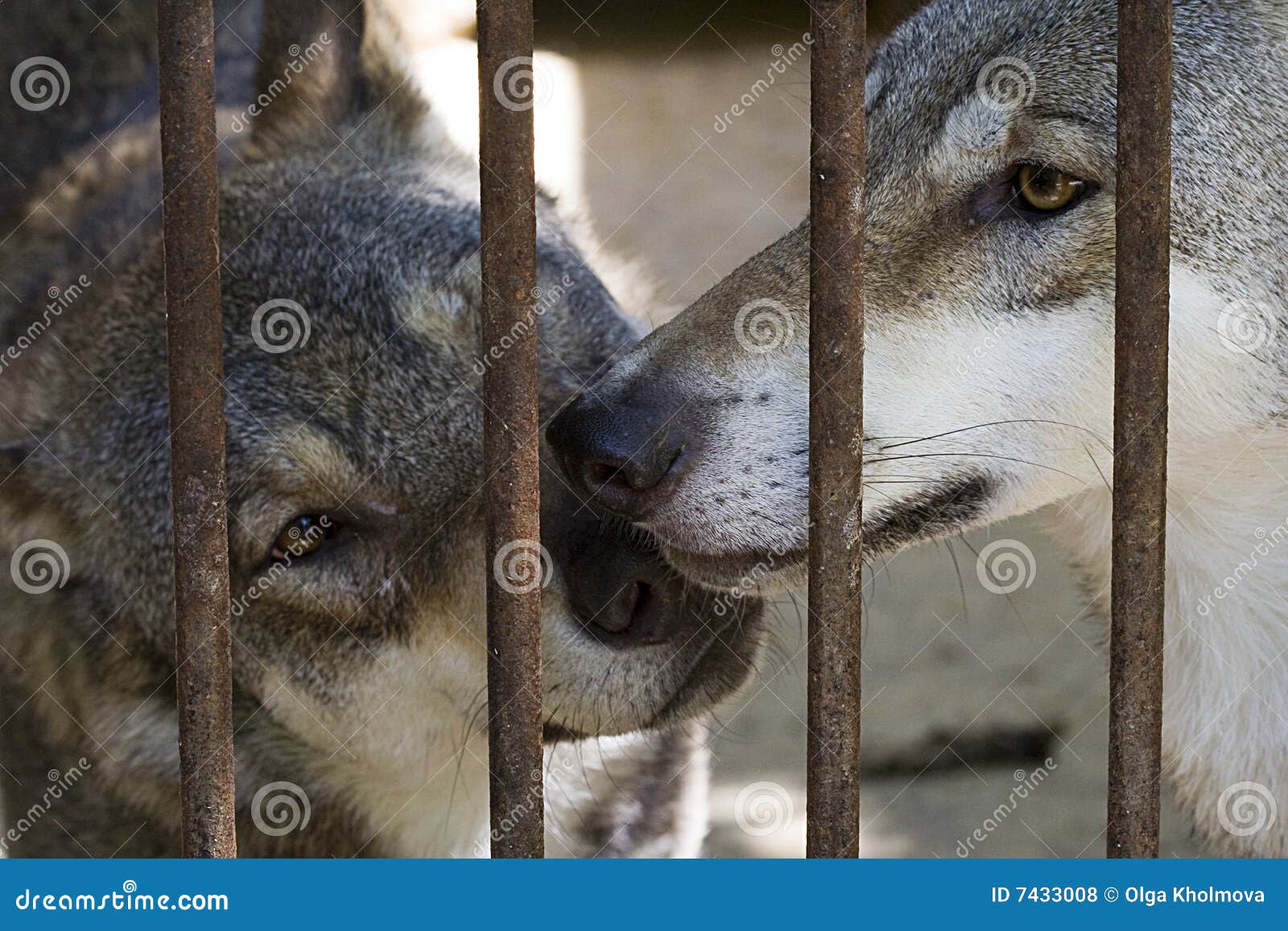 Two wolfs stock photo. Image of feelings, grey, inimica - 7433008