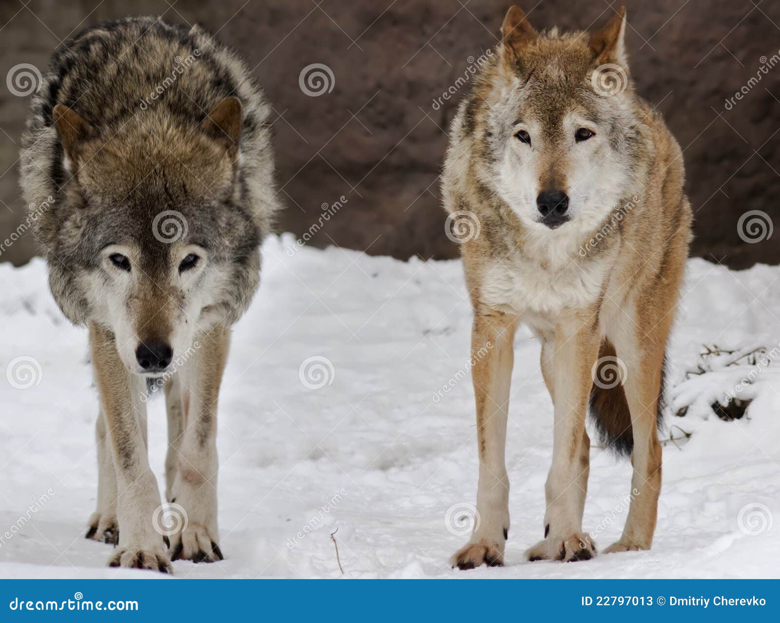 Two Wolfs on the Snow Landscape Stock Image - Image of nature, walk ...
