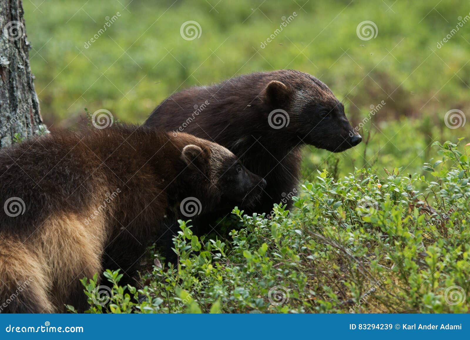 Two Wolverine cubs stock image. Image of bogland, huge - 83294239