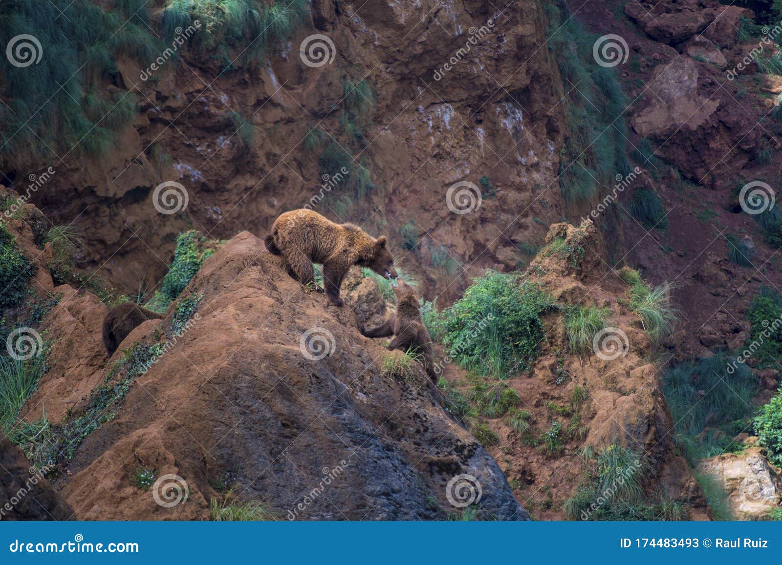 Two Wolverines Played on a Rock in the Mountain Stock Image - Image of ...