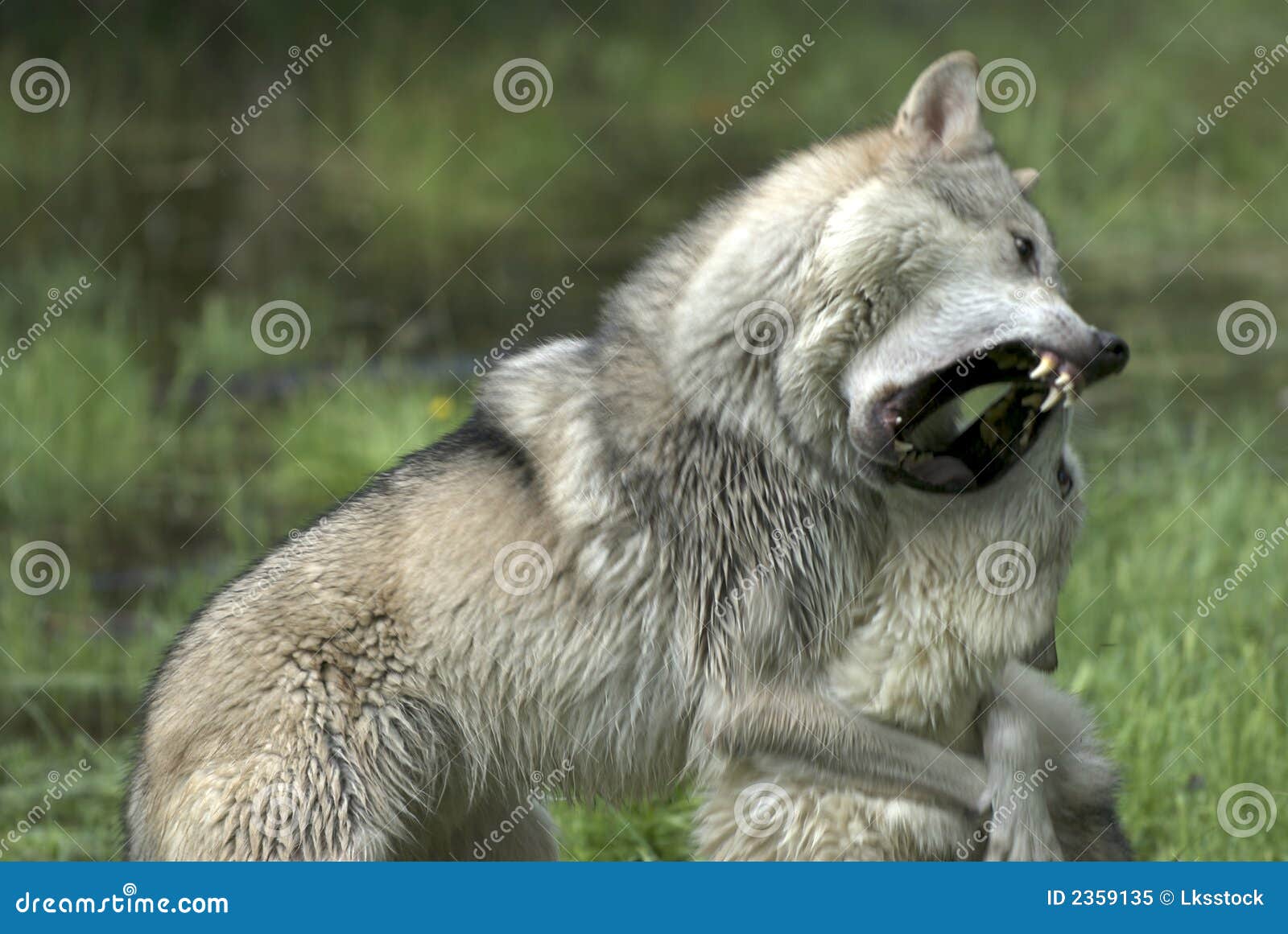 Two wolves stock image. Image of wolf, majestic, battle - 2359135