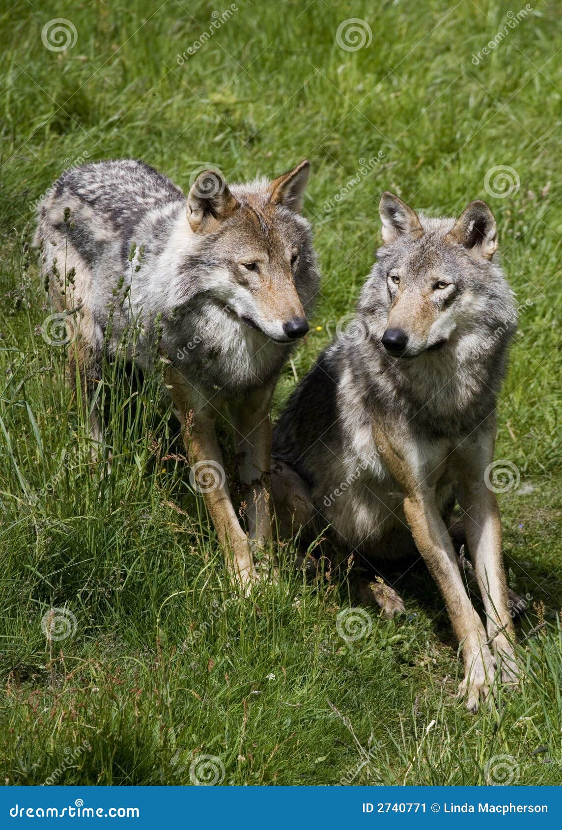 Two Wolves stock image. Image of mammal, european, alert - 2740771