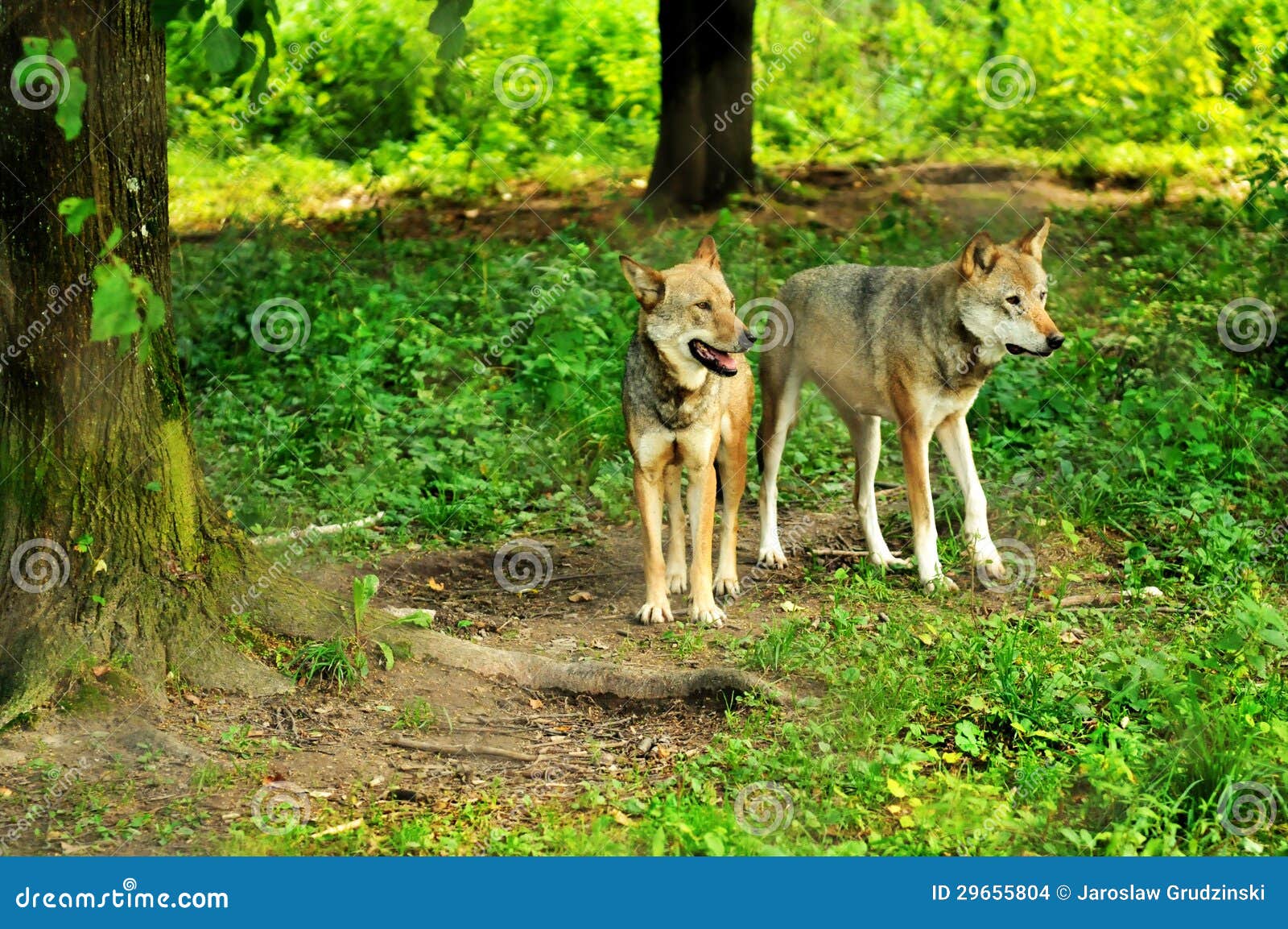 Two wolves stock photo. Image of predator, furry, beast - 29655804