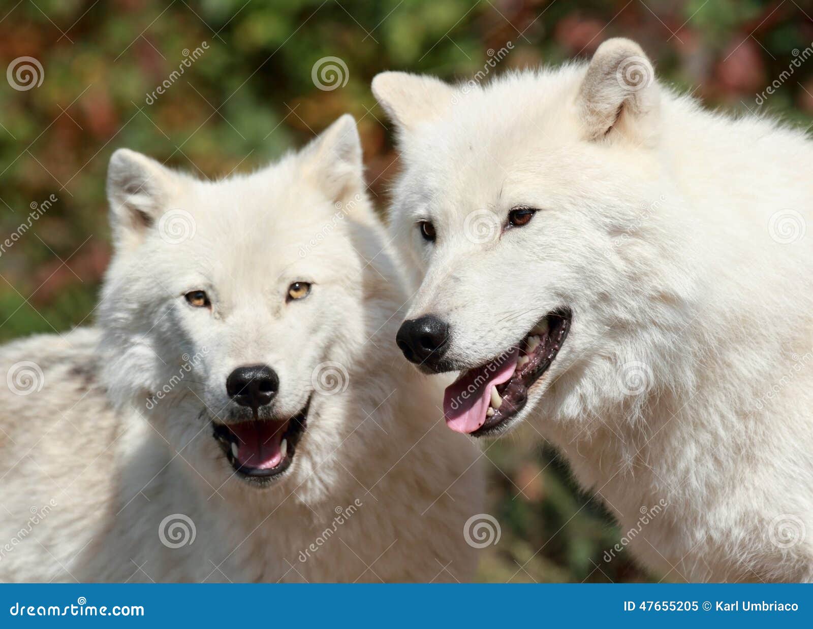 Two wolves stock image. Image of wolf, wildlife, mammal - 47655205