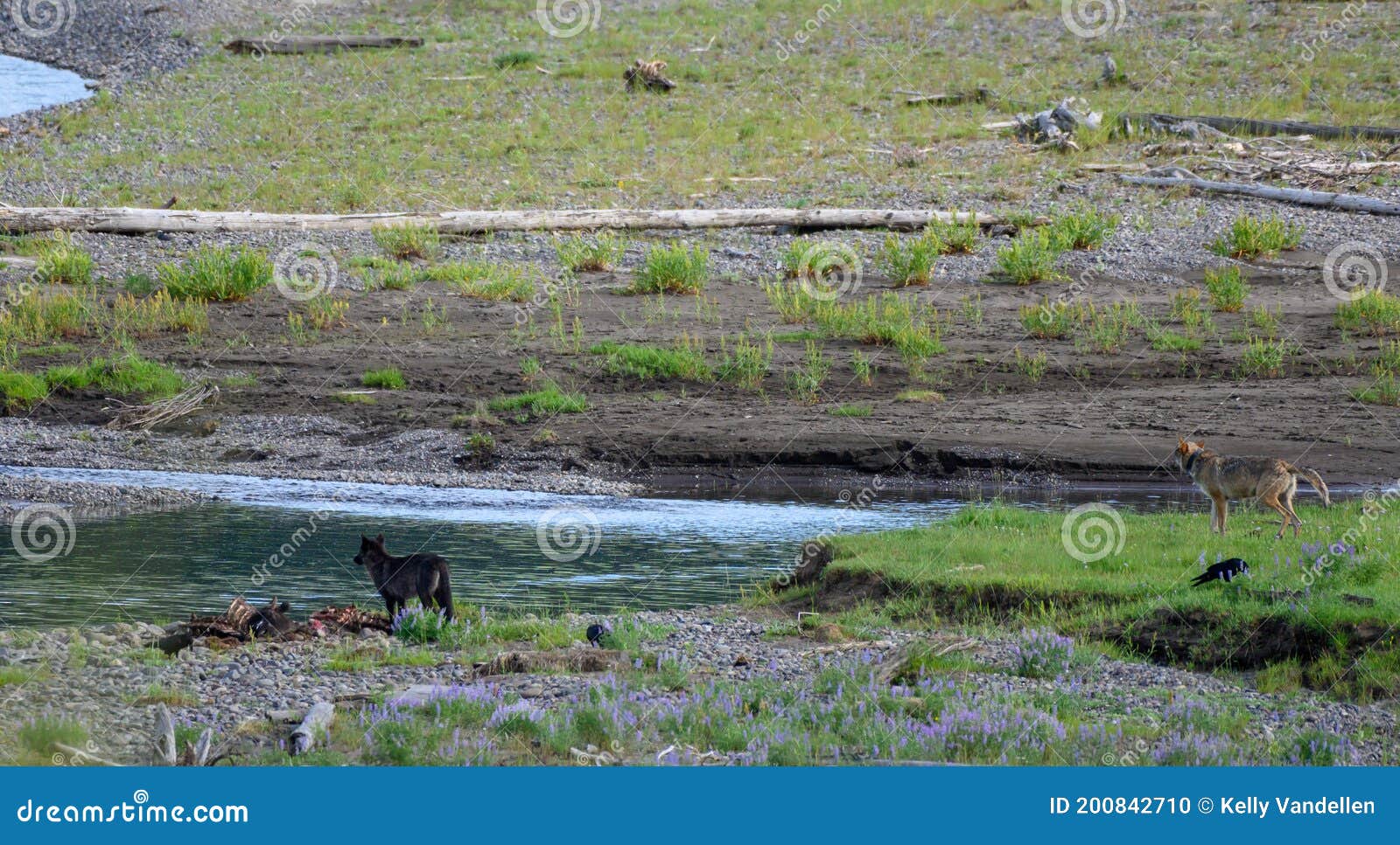 Two Wolves Cautiously Approach Bison Kill Stock Photo - Image of mammal ...