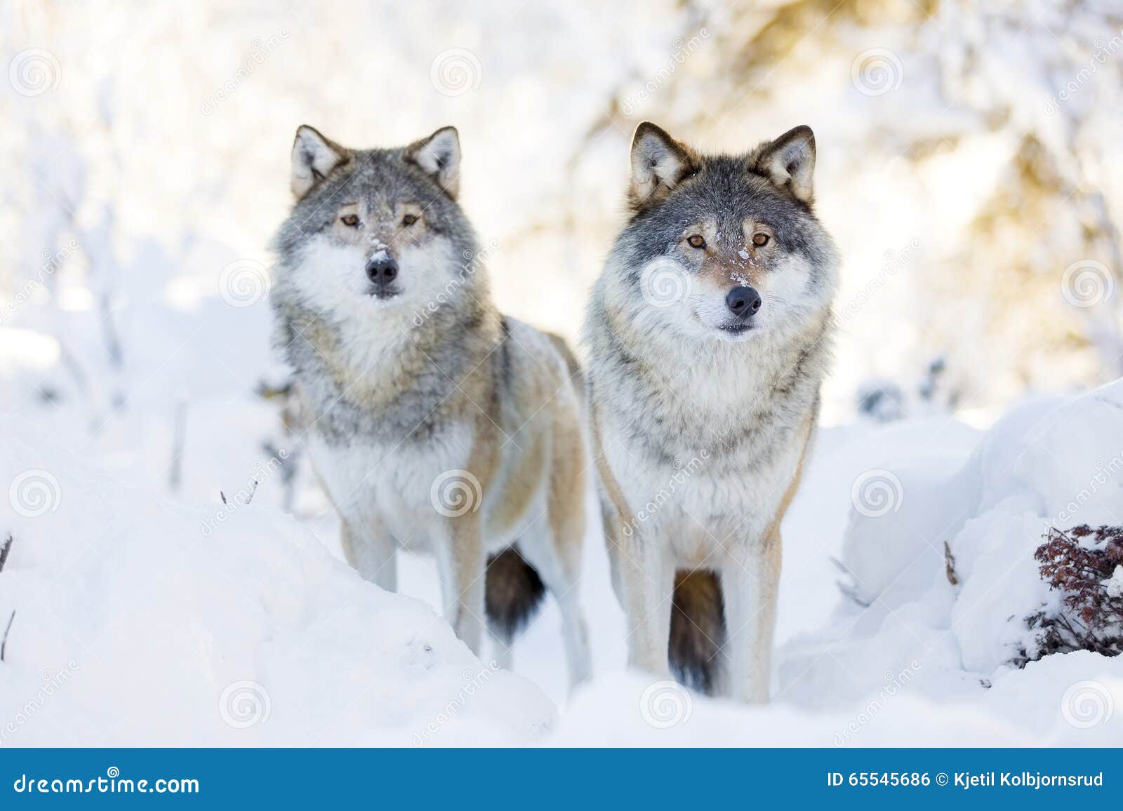 Two Wolves in Cold Winter Forest Stock Photo - Image of tree, wildlife ...
