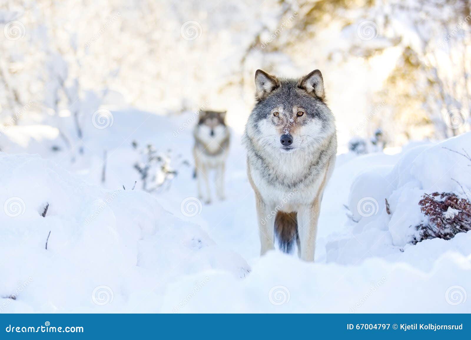 Two Wolves in Cold Winter Forest Stock Image - Image of stalking, tree ...