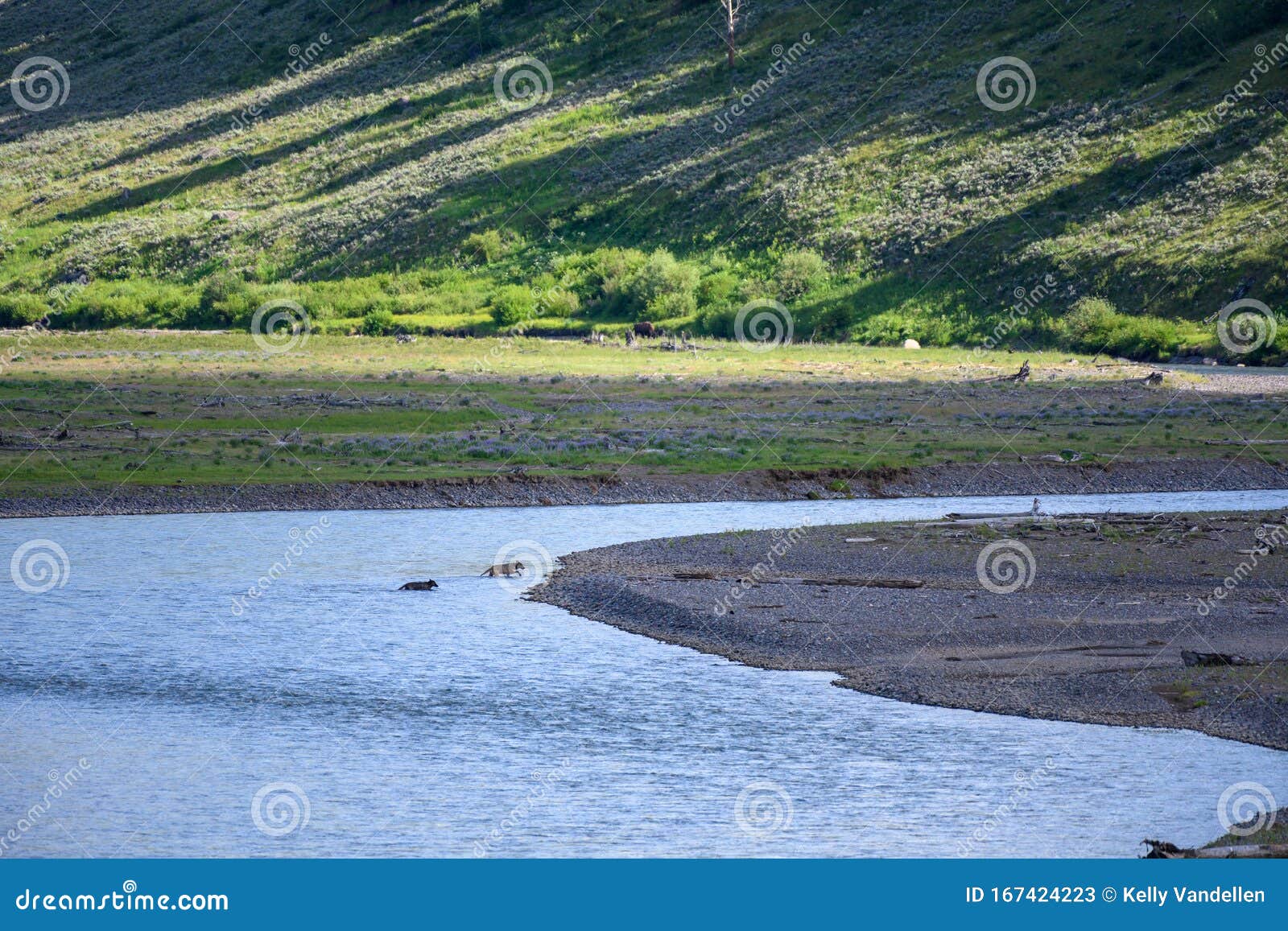 Two Wolves Cross River stock image. Image of valley - 167424223