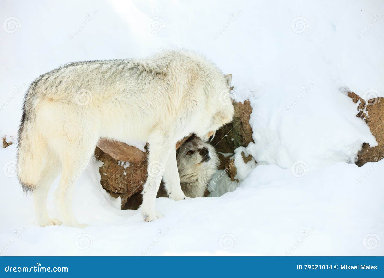 Two wolves by den stock photo. Image of milk, arctos - 79021014