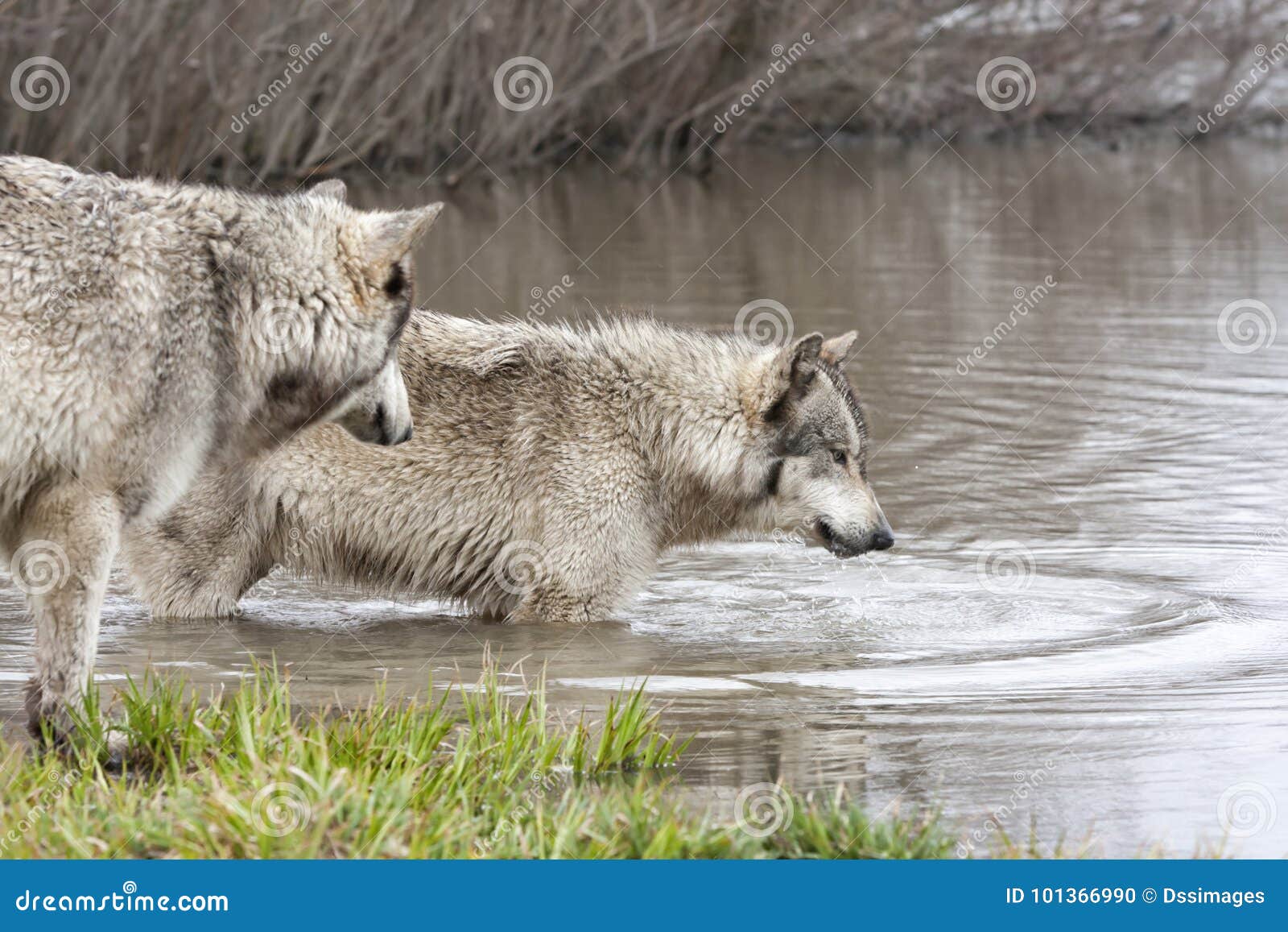 Two Wolves Drinking from a Quiet Lake Stock Photo - Image of shoulders ...