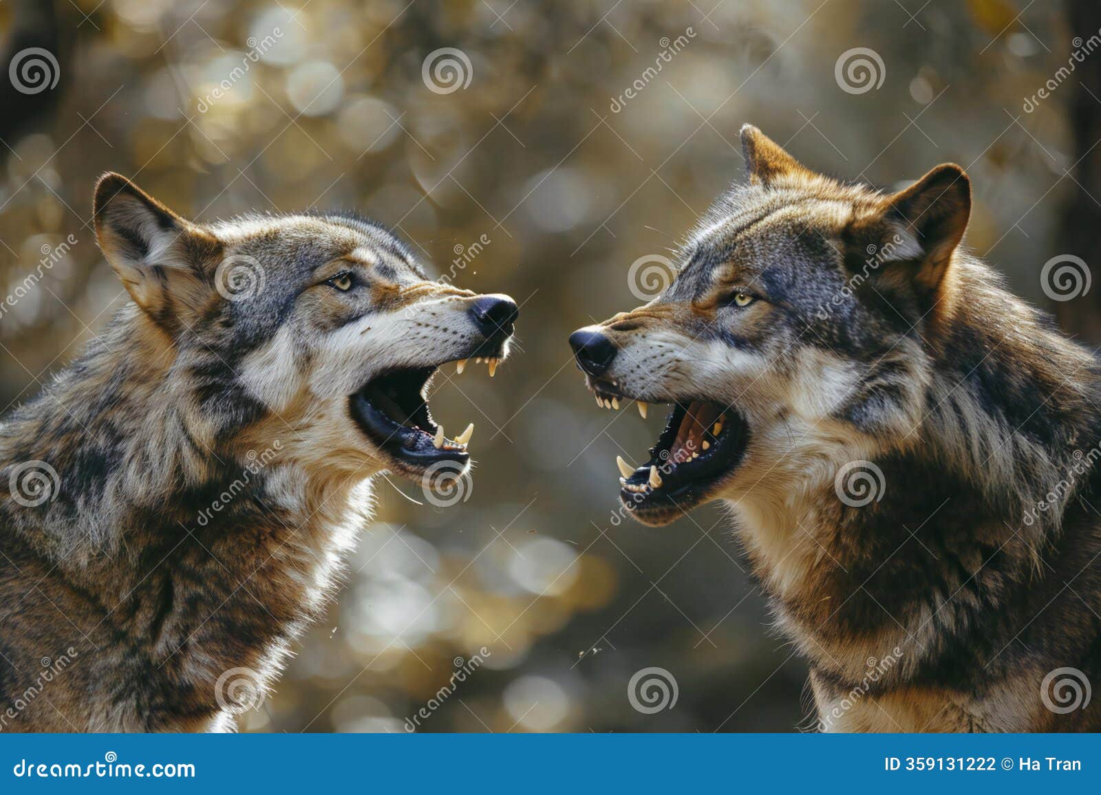 Two Wolves Fighting in the Forest, Wild Animals in the Nature Stock ...