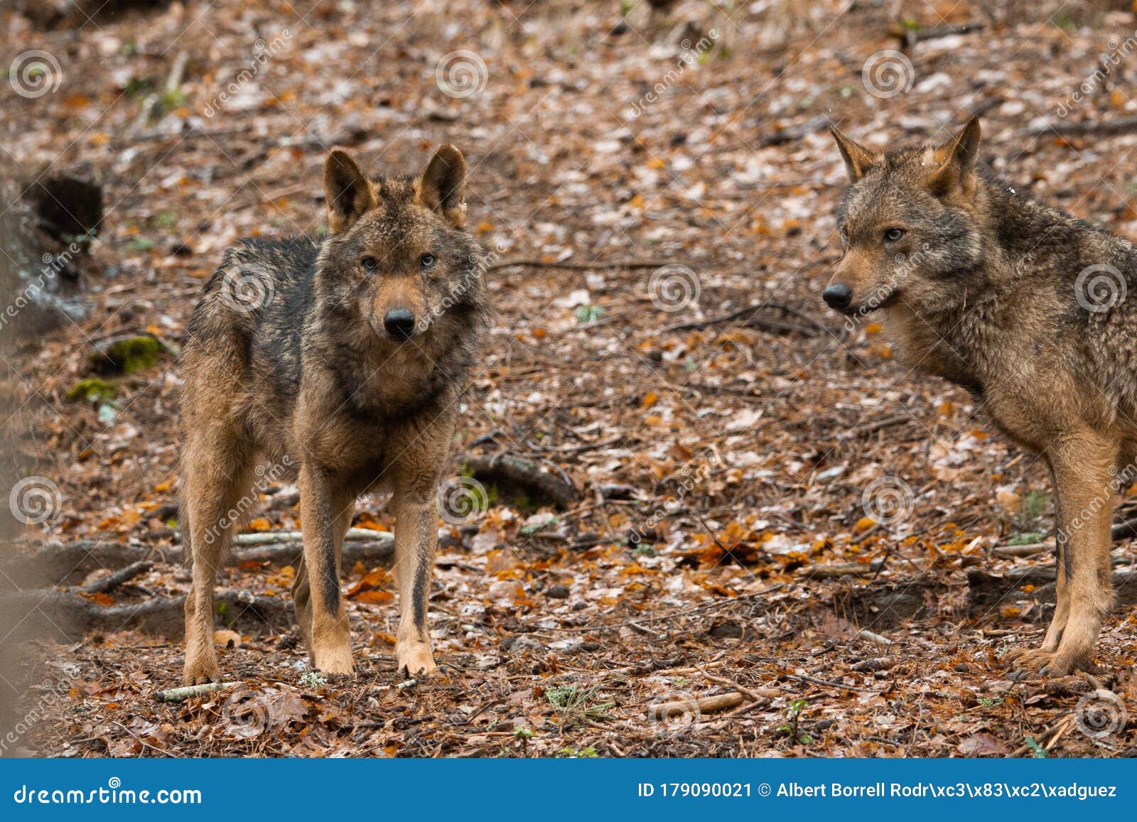 Two wolves stock image. Image of life, looking, national - 179090021