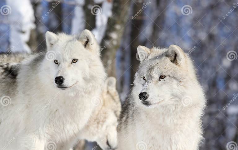 Two wolves in forest stock photo. Image of winter, wildlife - 28657914