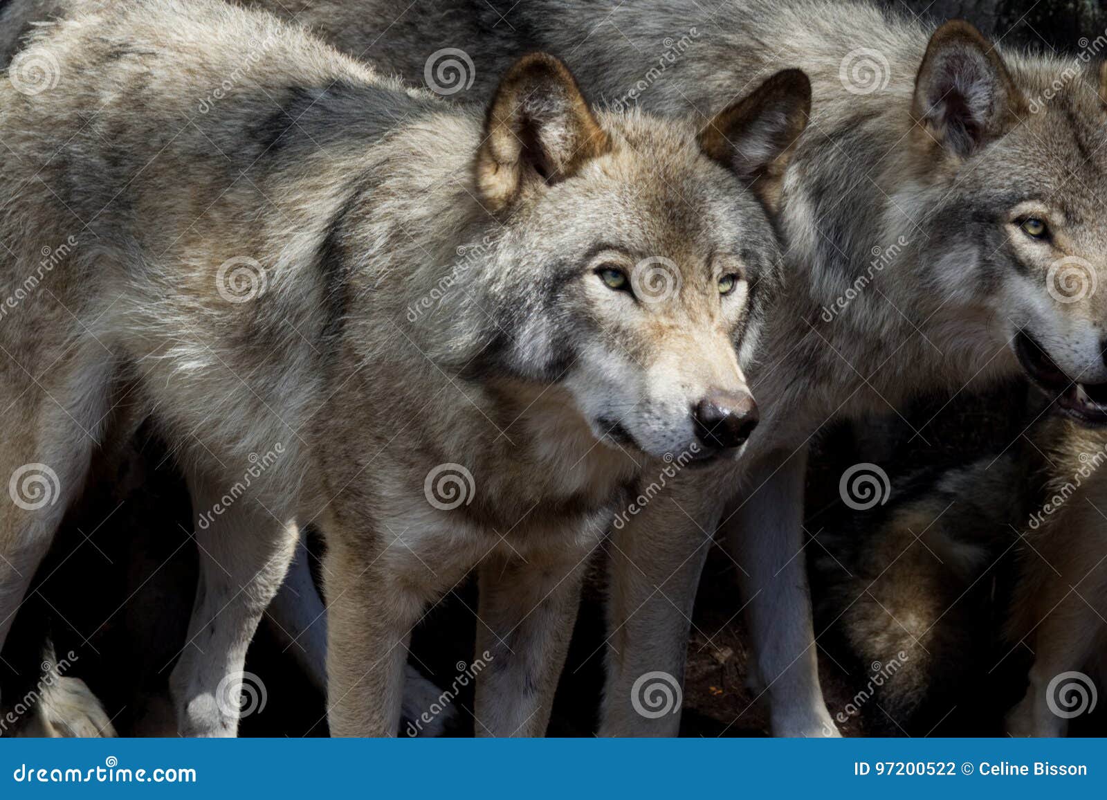 Two wolves in the forest stock photo. Image of lupus - 97200522
