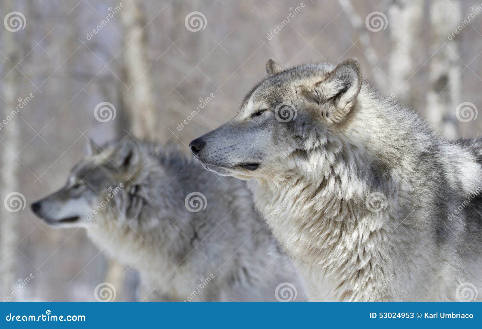 Two wolves in forest stock image. Image of beauty, gray - 53024953