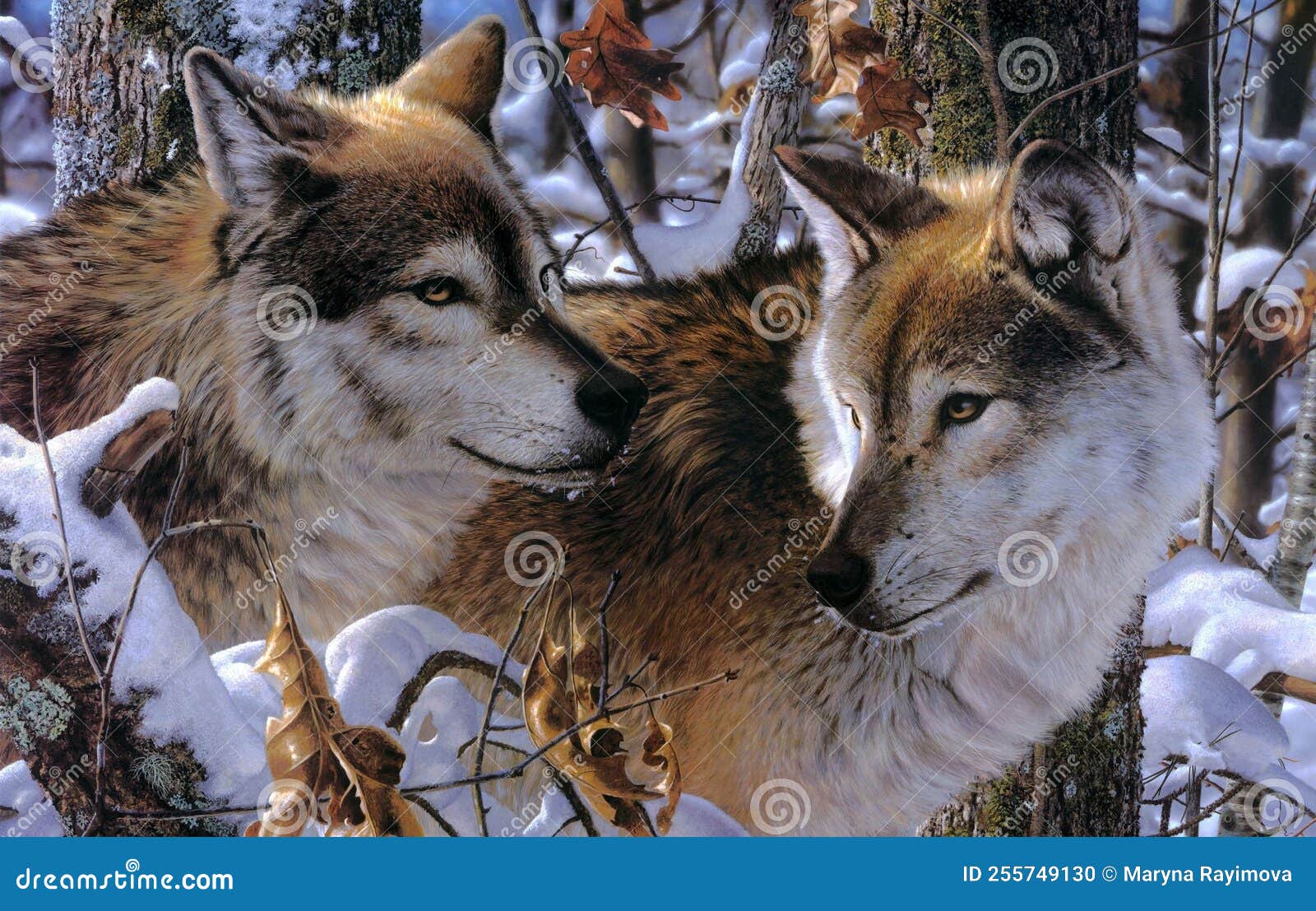 Two Wolves in the Forest in Winter Stock Photo - Image of outdoors ...