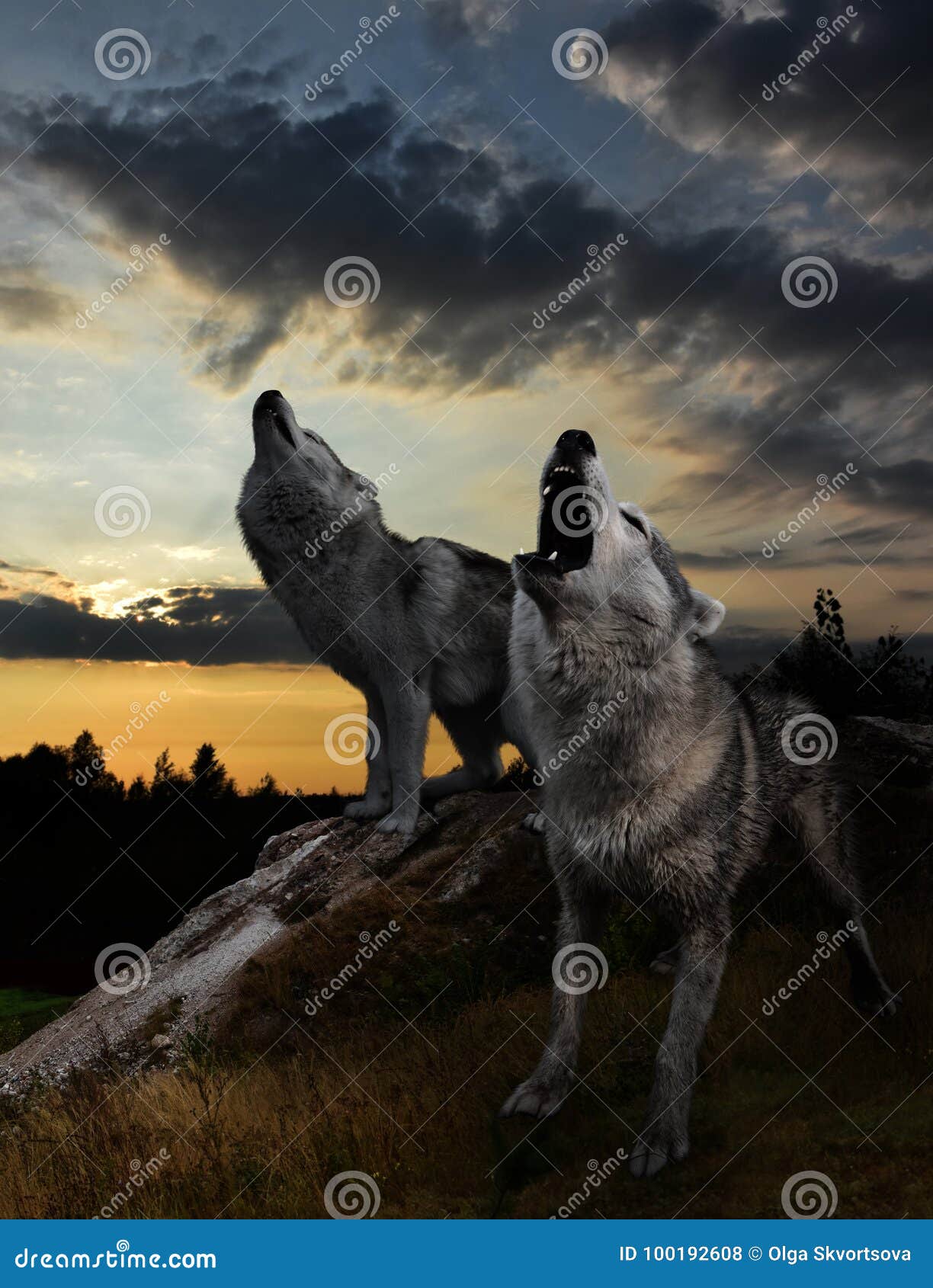 Two Wolves Howling Against the Sunset Stock Photo - Image of sunset ...