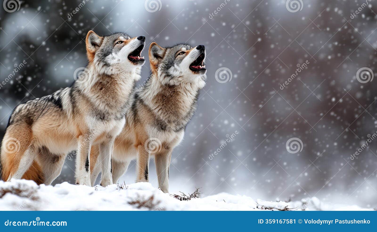 Two Wolves Howling in the Snow Stock Image - Image of forest, facing ...