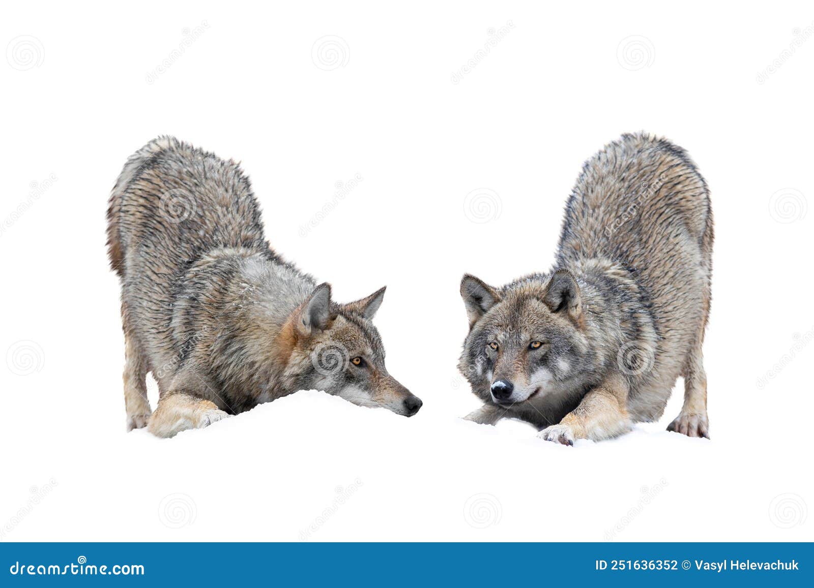 Two Wolves Isolated on White Background Stock Photo - Image of lupus ...