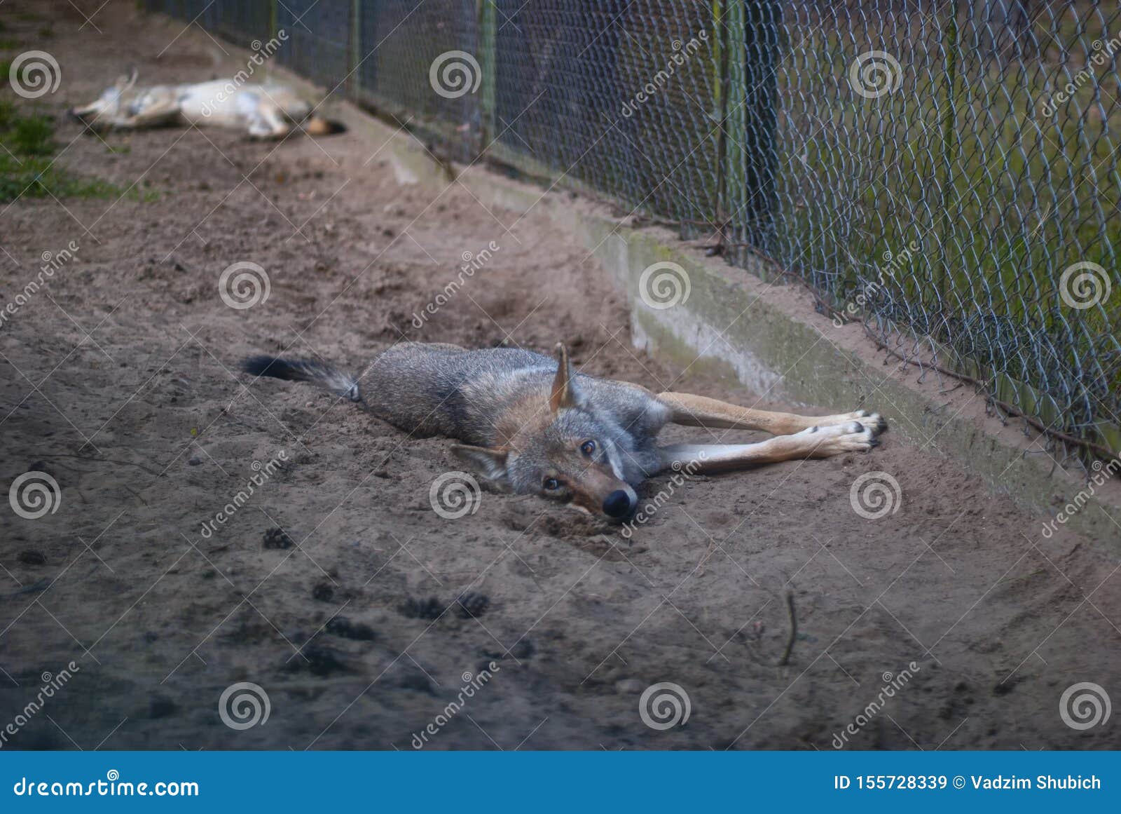 Two Wolves Lie on the Sand in the Aviary. Stock Image - Image of ...