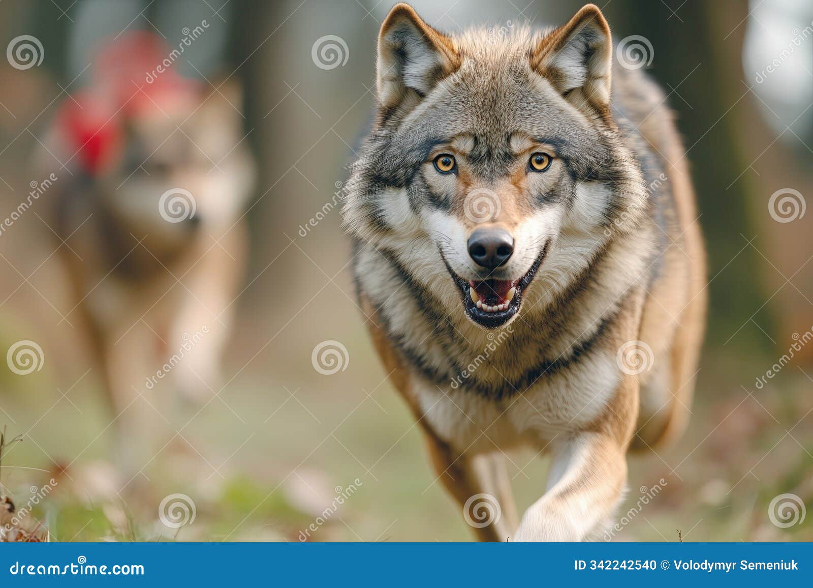 A Pack of Wolves Traversing a Forested Area in Early Morning Light ...