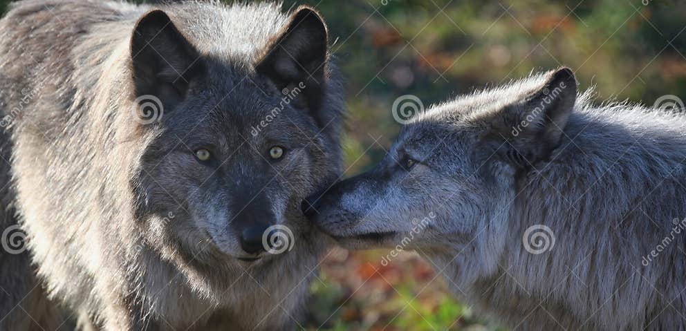 Two Wolves in Nature during Fall Stock Photo - Image of mammal, wolf ...