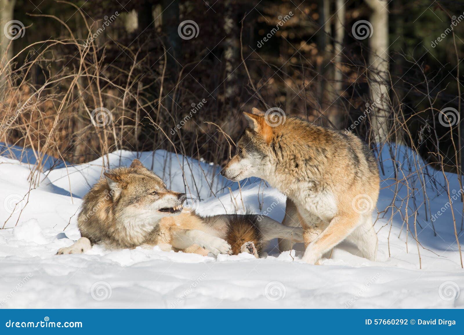 Two Wolves, One in Agressive, on in Defensive Stance Stock Photo ...