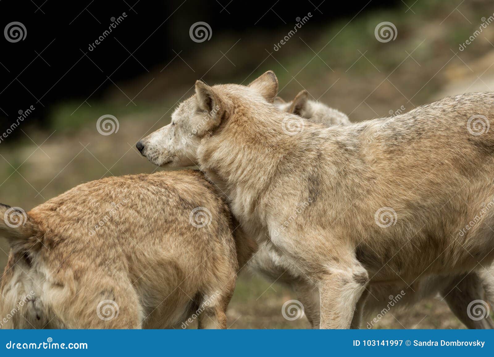 Two wolves playing stock image. Image of nose, camera - 103141997