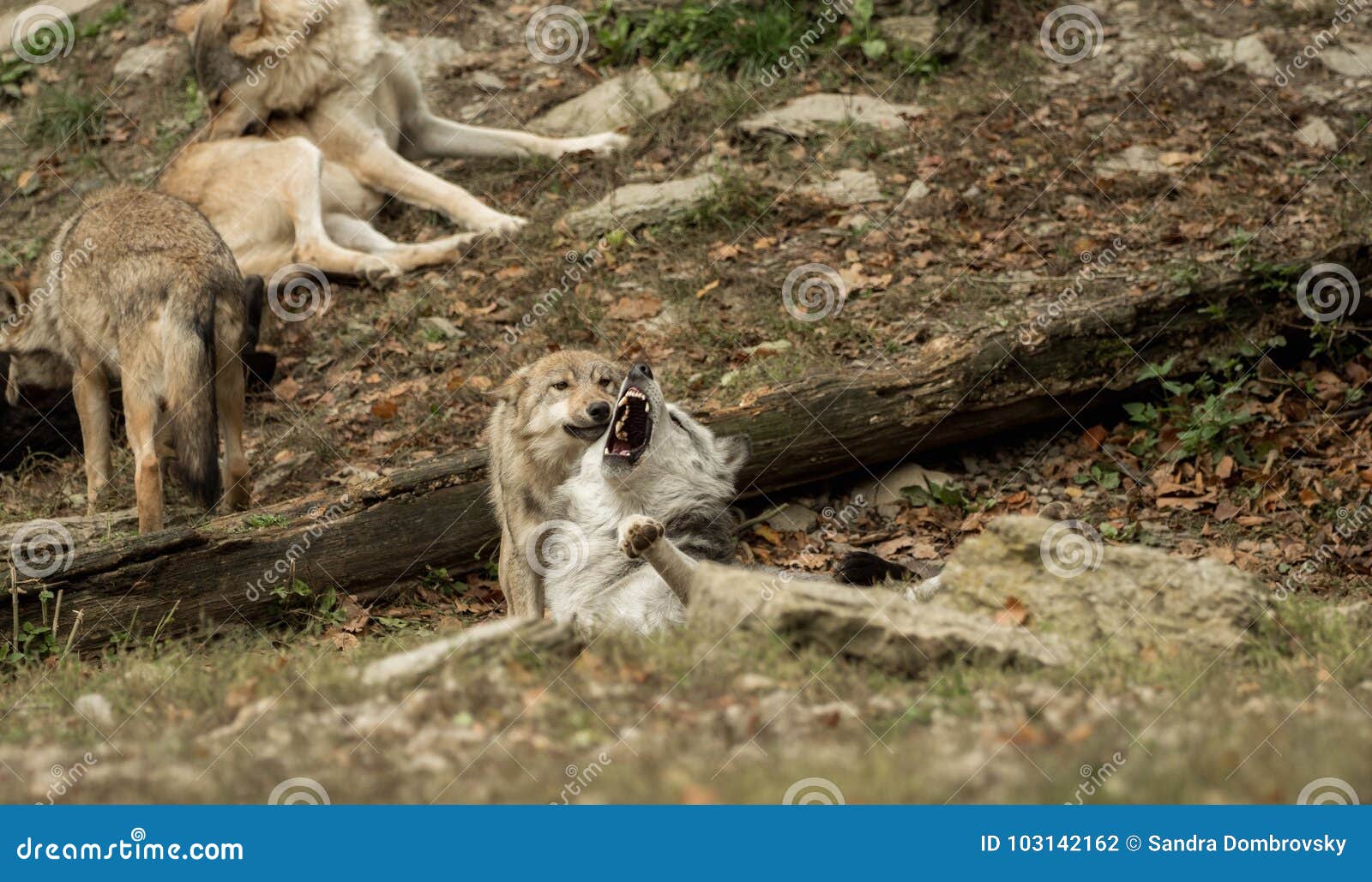 Two wolves playing stock photo. Image of forest, nose - 103142162