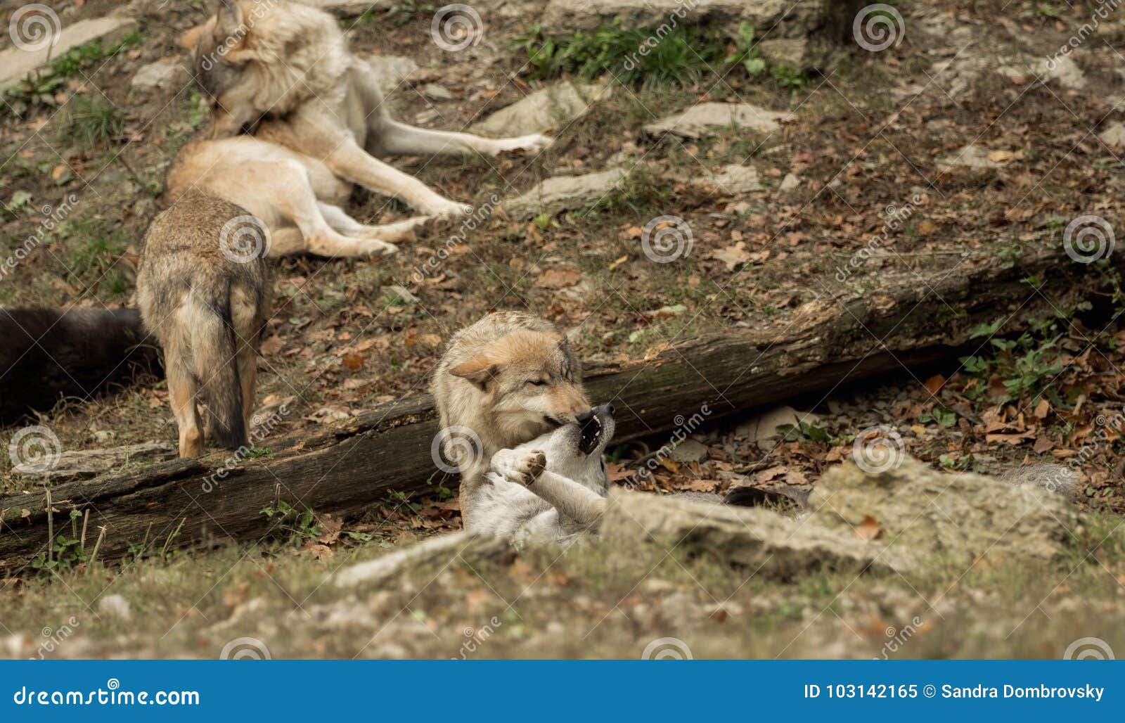 Two wolves playing stock image. Image of carnivore, attention - 103142165