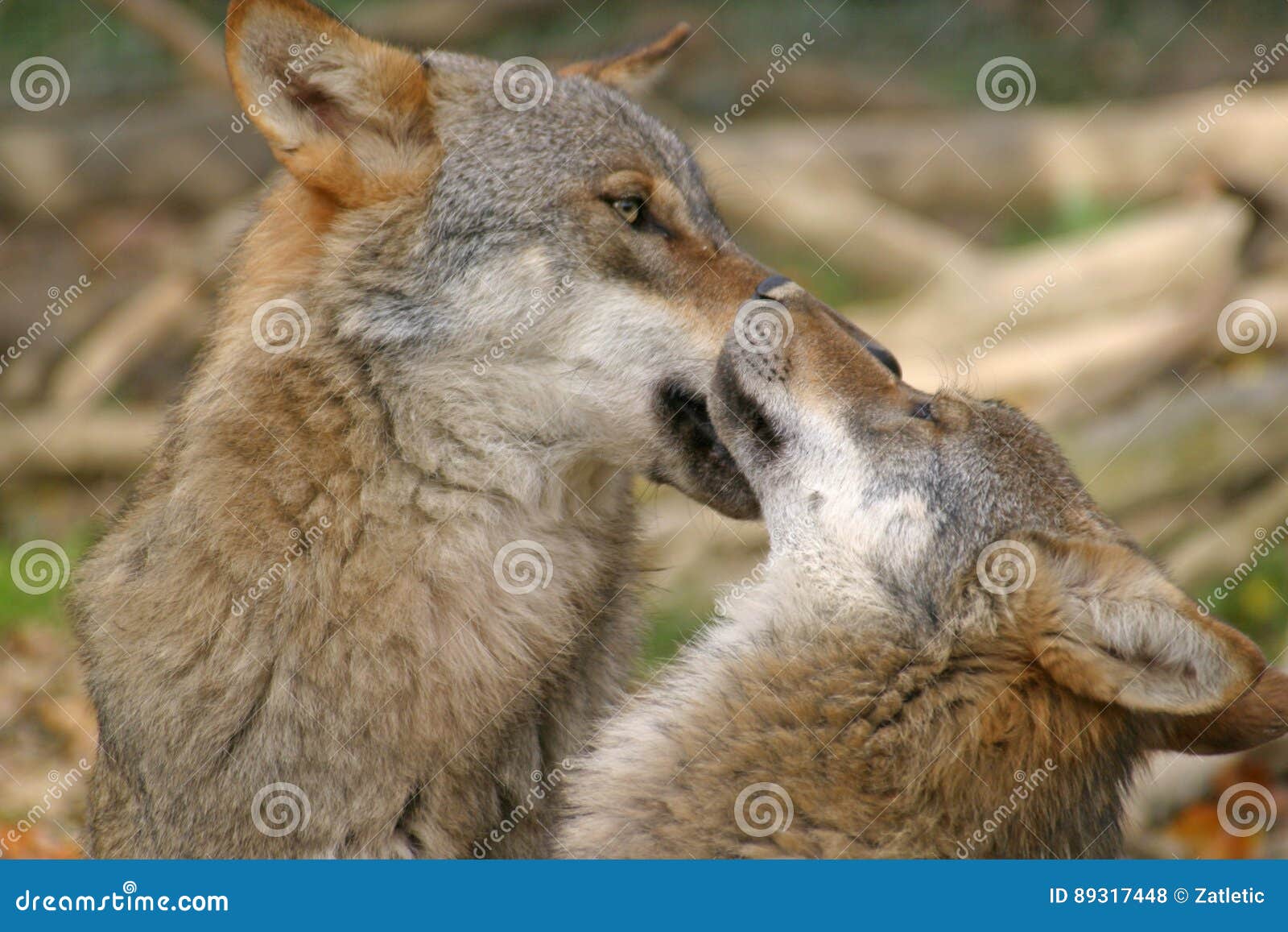 Two wolves playing stock photo. Image of predator, dogs - 89317448