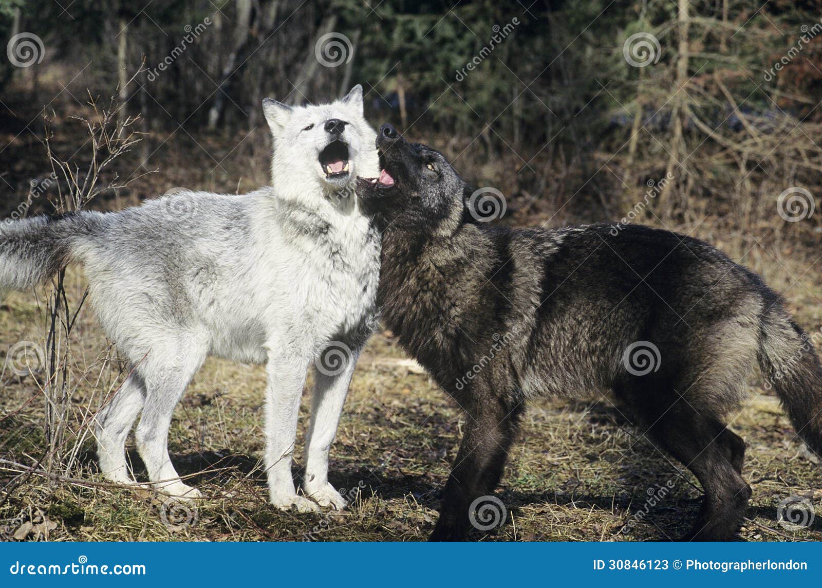 Two Wolves Playing Near Forest Stock Image - Image of open, 1384: 30846123