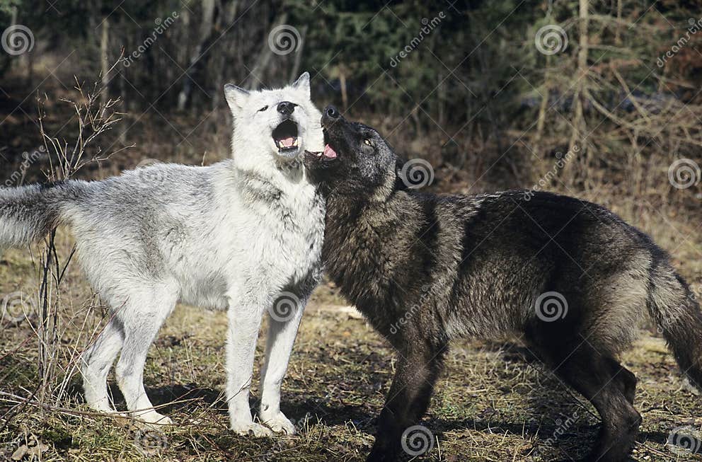 Two Wolves Playing Near Forest Stock Image - Image of open, 1384: 30846123