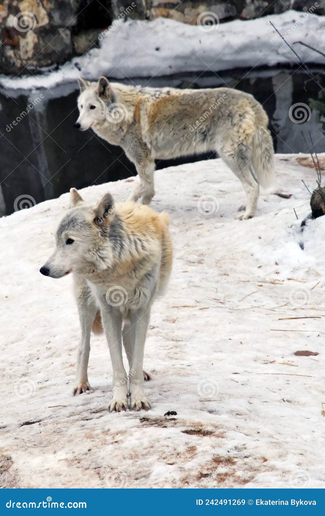 Two Wolves Playing