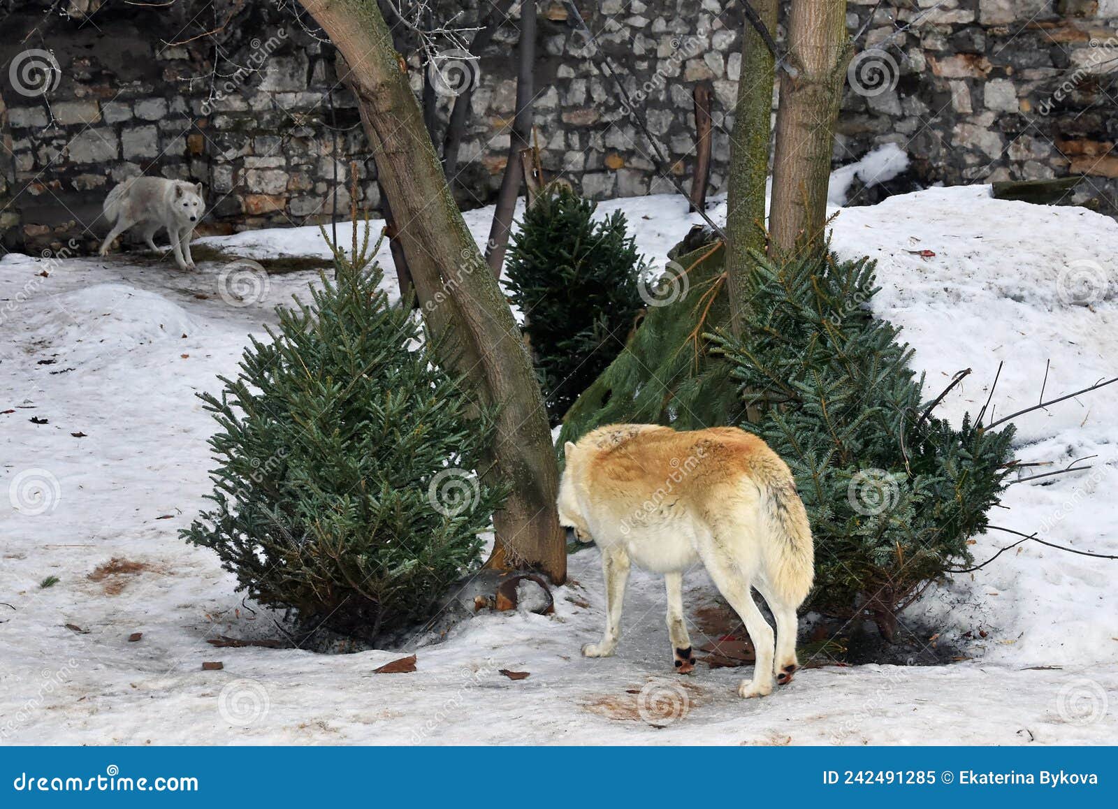 Two Wolves Playing on the Snow Stock Image - Image of autumn, game ...