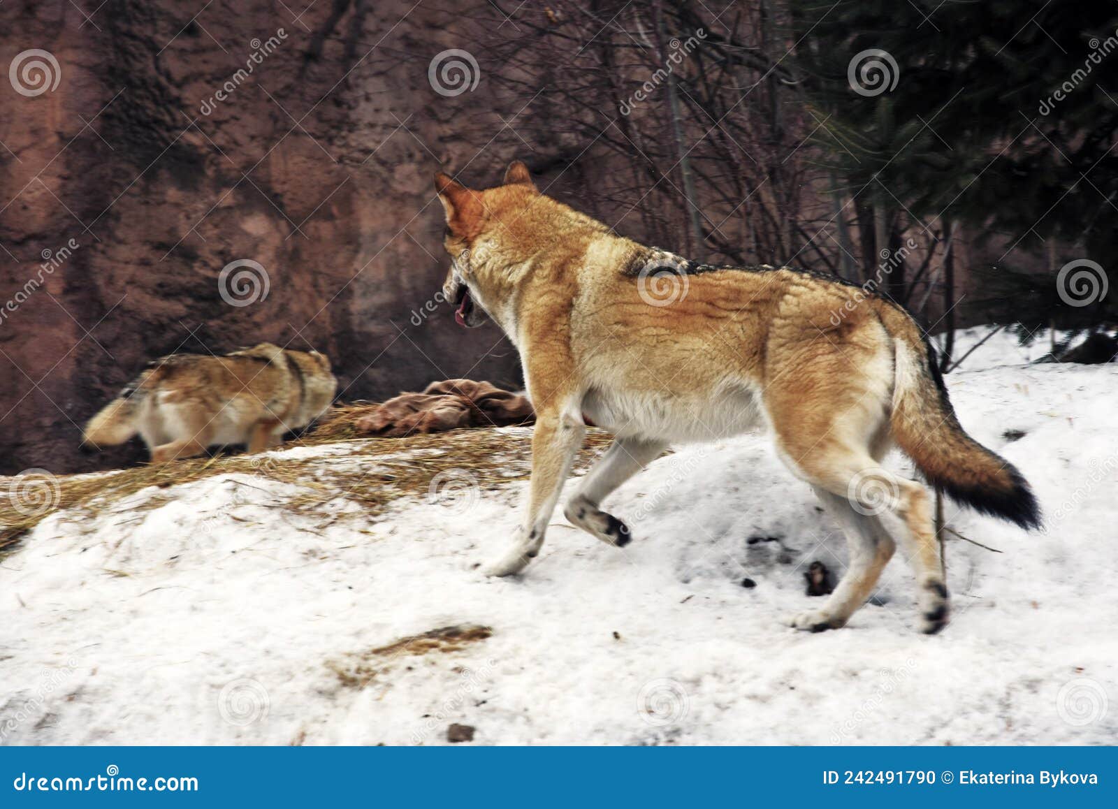 Two Wolves Playing on the Snow Stock Photo - Image of animal, eurasian ...