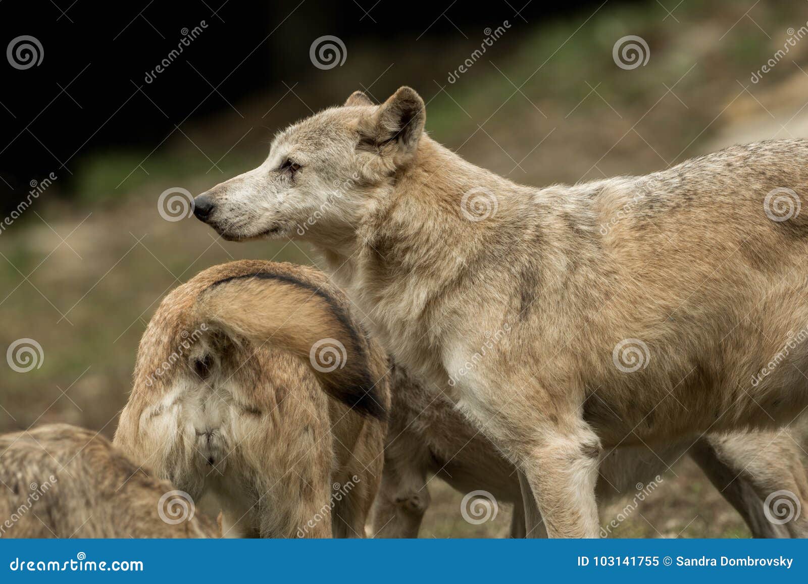 Two wolves playing stock image. Image of nature, outdoor - 103141755