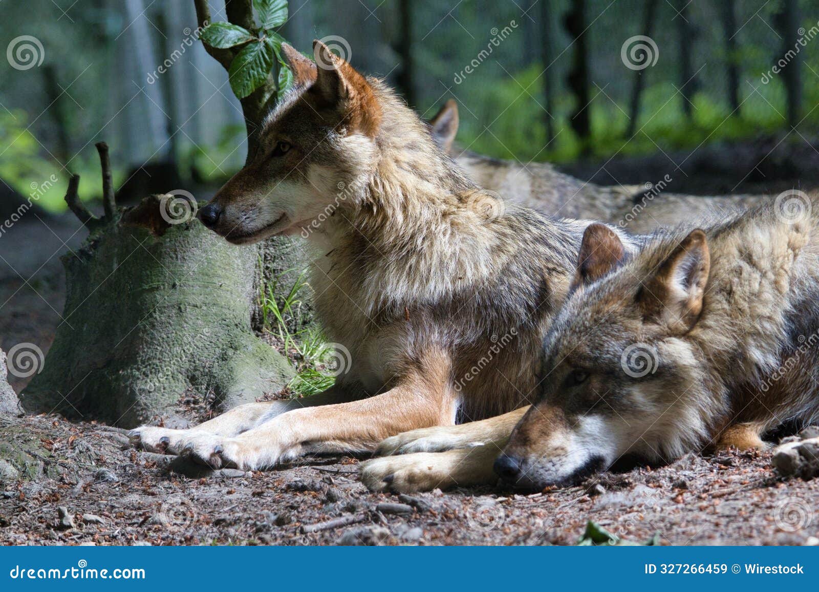 Wolves Resting in a Forest Setting, Showcasing Their Natural Habitat ...