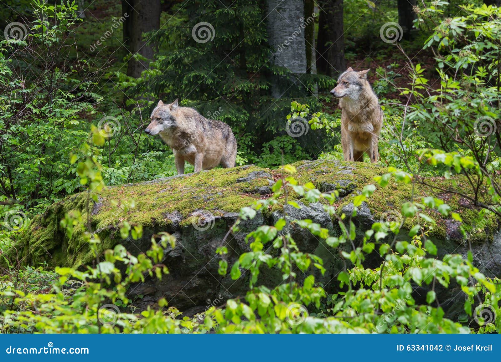 Two wolves on a rock stock photo. Image of hunter, brown - 63341042