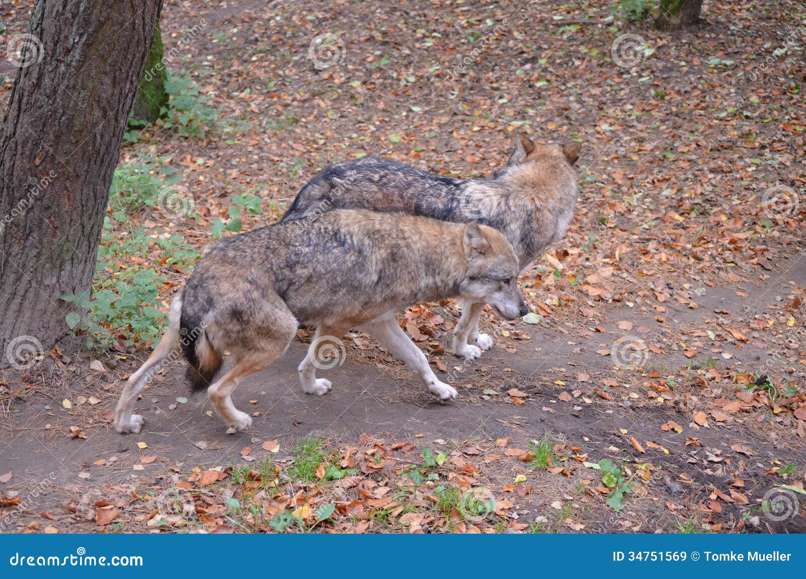 Two wolves stock image. Image of pack, alpha, mammal - 34751569