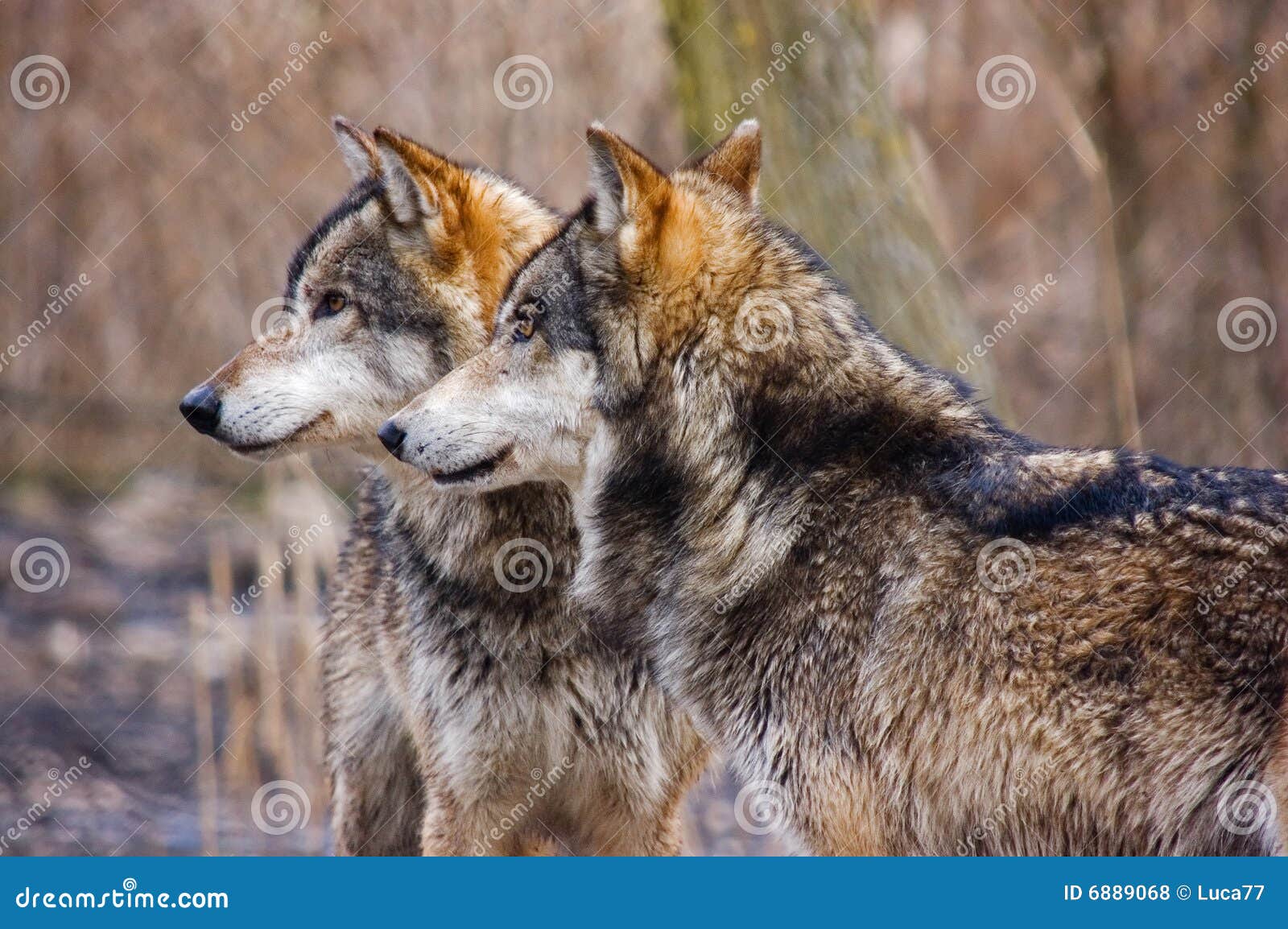 Two wolves side by side stock photo. Image of wolf, stand - 6889068