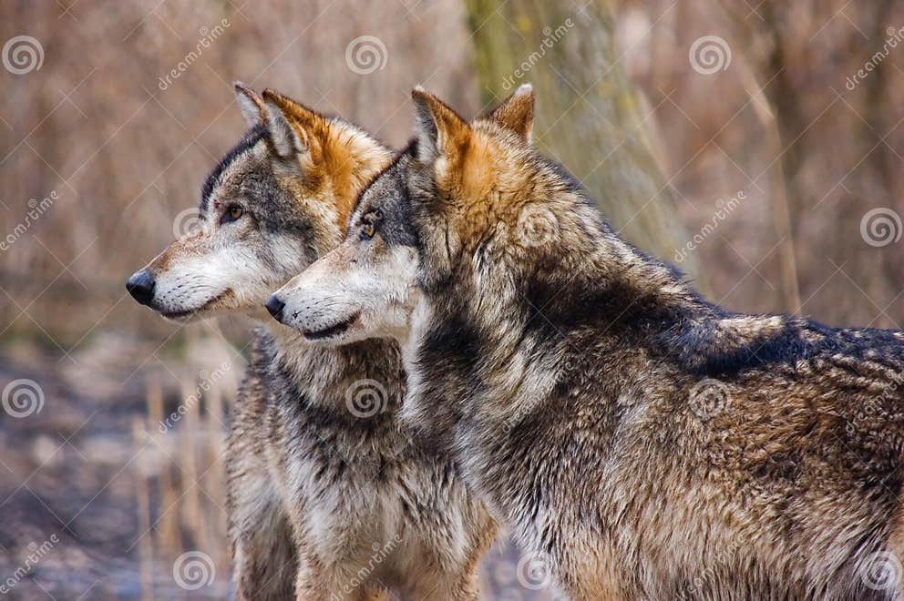 Two wolves side by side stock photo. Image of wolf, stand - 6889068