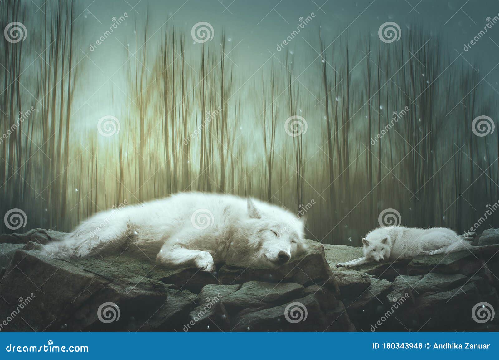 Two Wolves are Sleeping on a Rock Stock Illustration - Illustration of ...