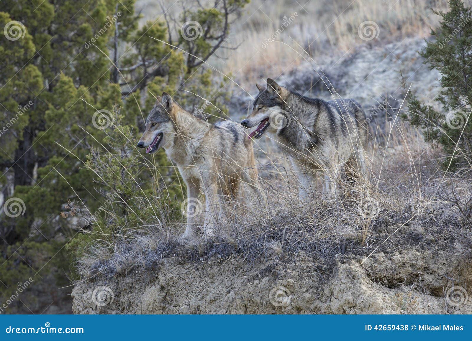 Two Wolves Standing in Prairie Grass Stock Photo - Image of grey, gaurd ...